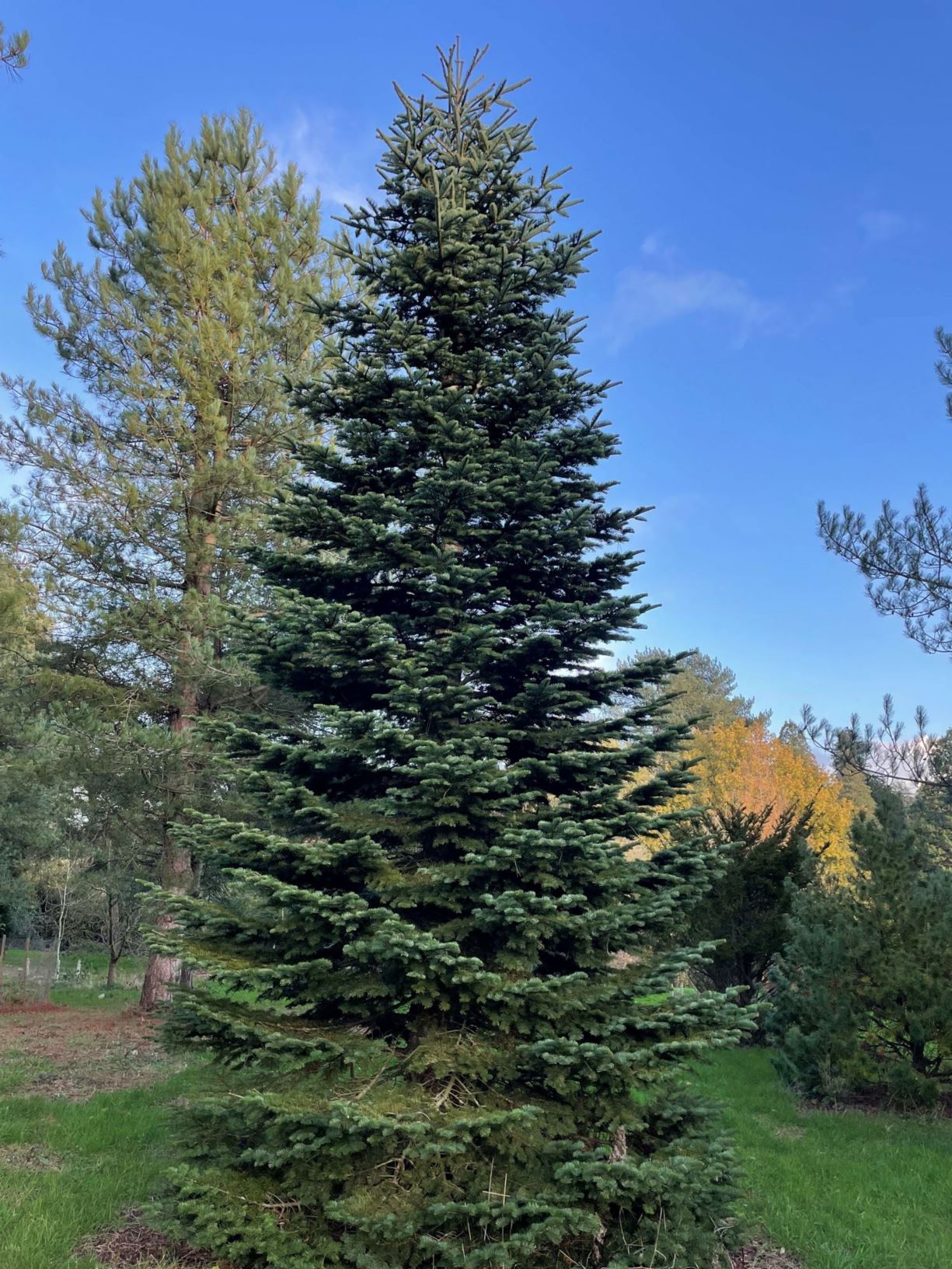 Abies magnifica var. shastensis - Mount Shasta fir | Westonbirt