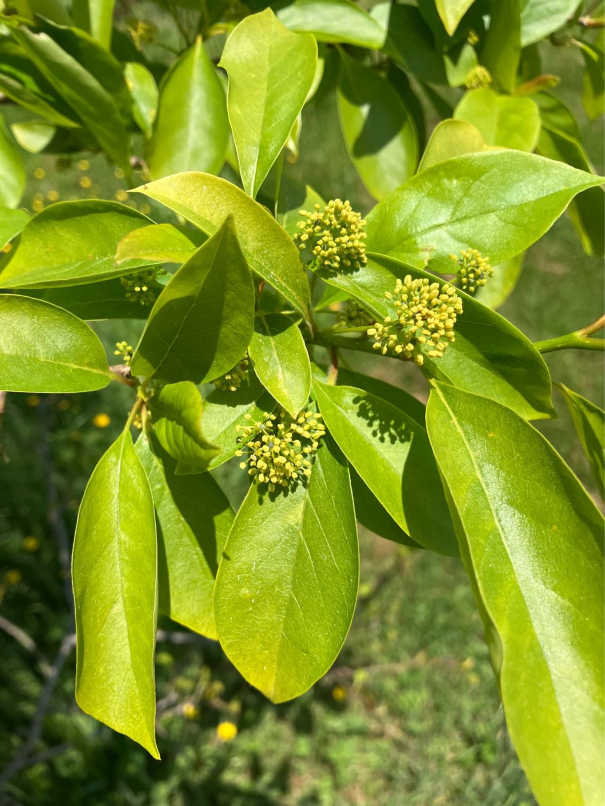 Nyssa sylvatica - Tupelo | Westonbirt