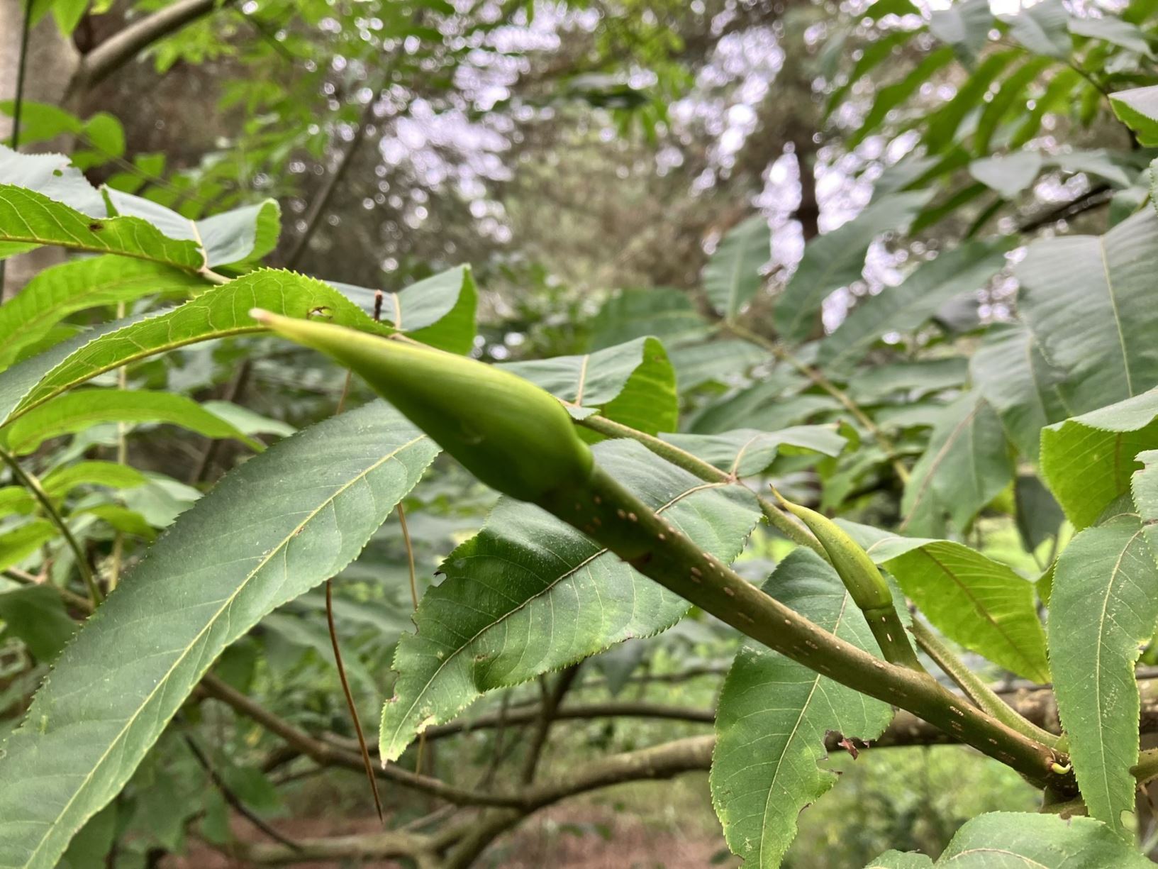 Pterocarya macroptera var. insignis - Large-winged Wingnut | Westonbirt