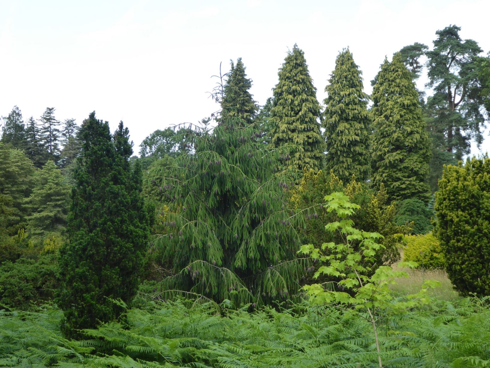 Picea brachytyla - Sargent spruce | Westonbirt