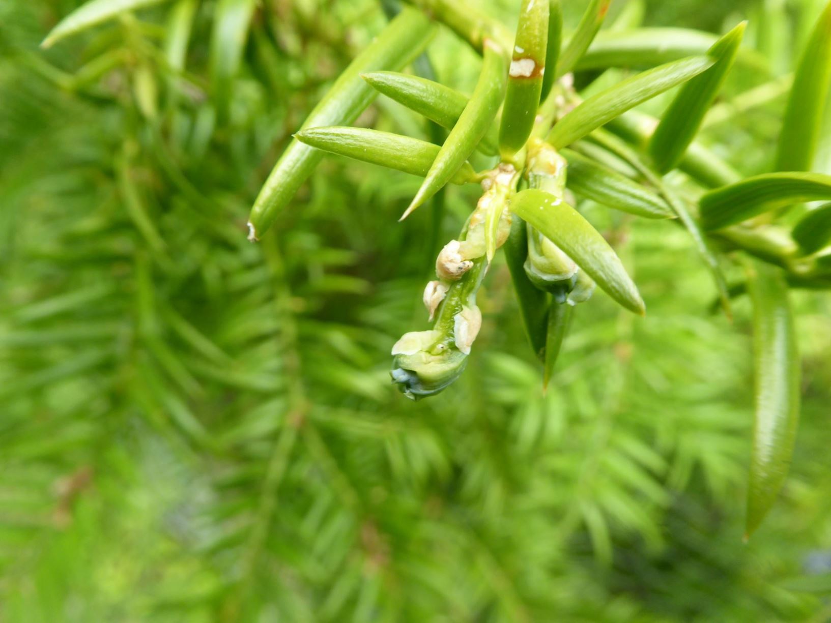 Torreya taxifolia - Stinking cedar | Westonbirt