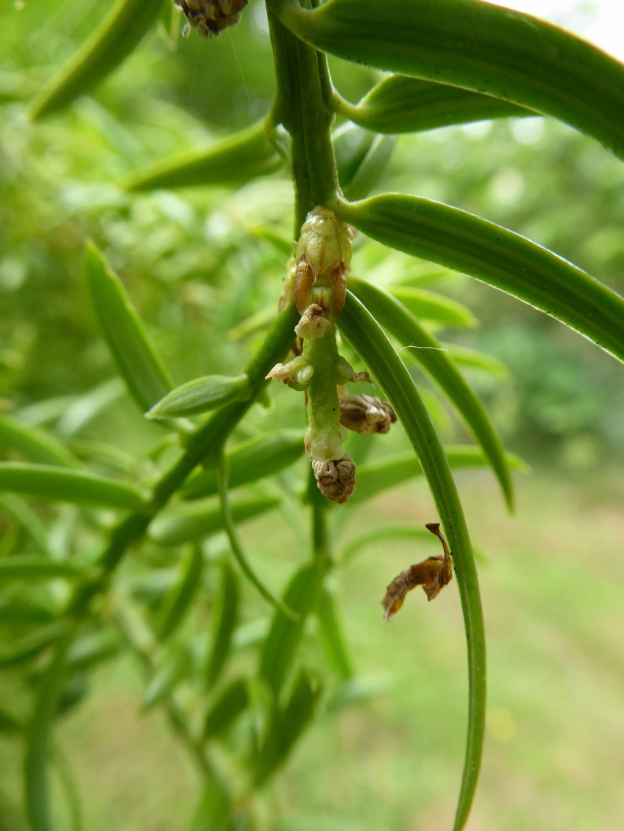 Torreya taxifolia - Stinking cedar | Westonbirt