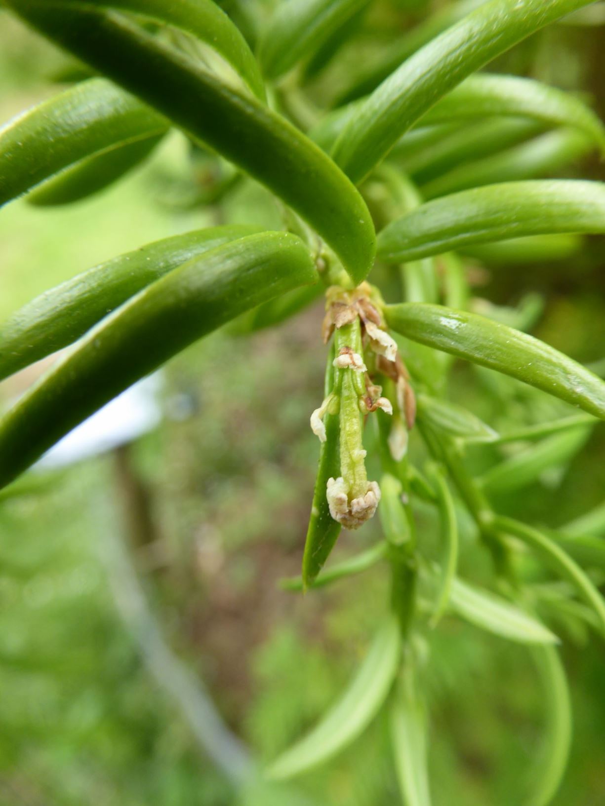 Torreya taxifolia - Stinking cedar | Westonbirt