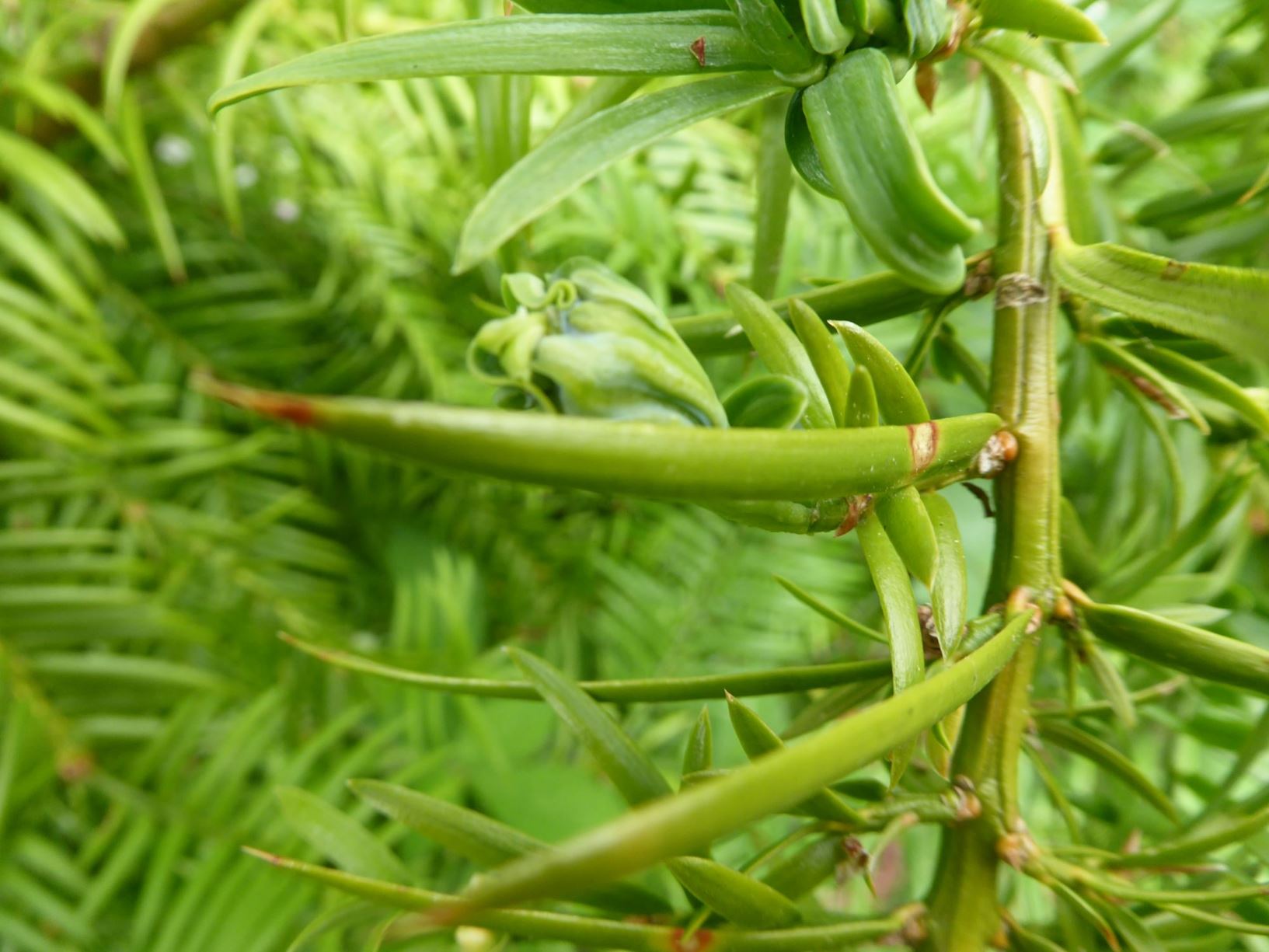 Torreya taxifolia - Stinking cedar | Westonbirt