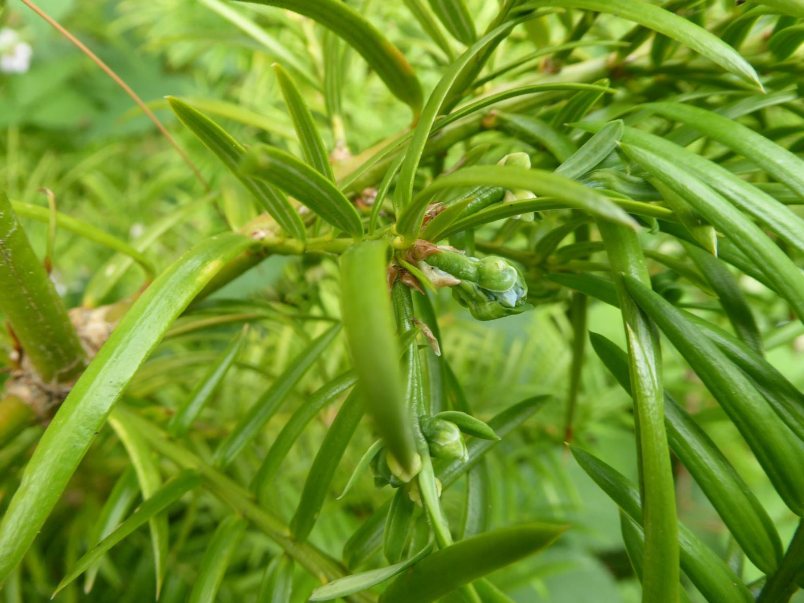 Torreya taxifolia - Stinking cedar | Westonbirt
