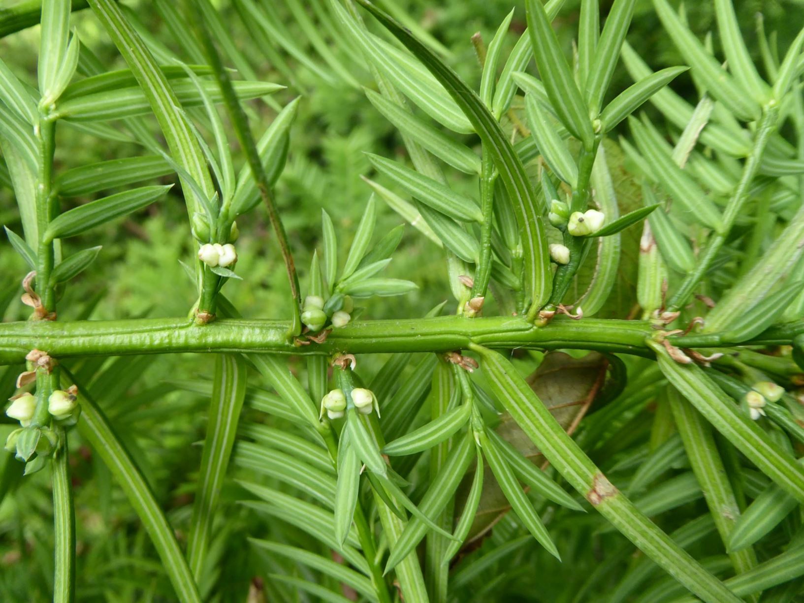 Torreya taxifolia - Stinking cedar | Westonbirt