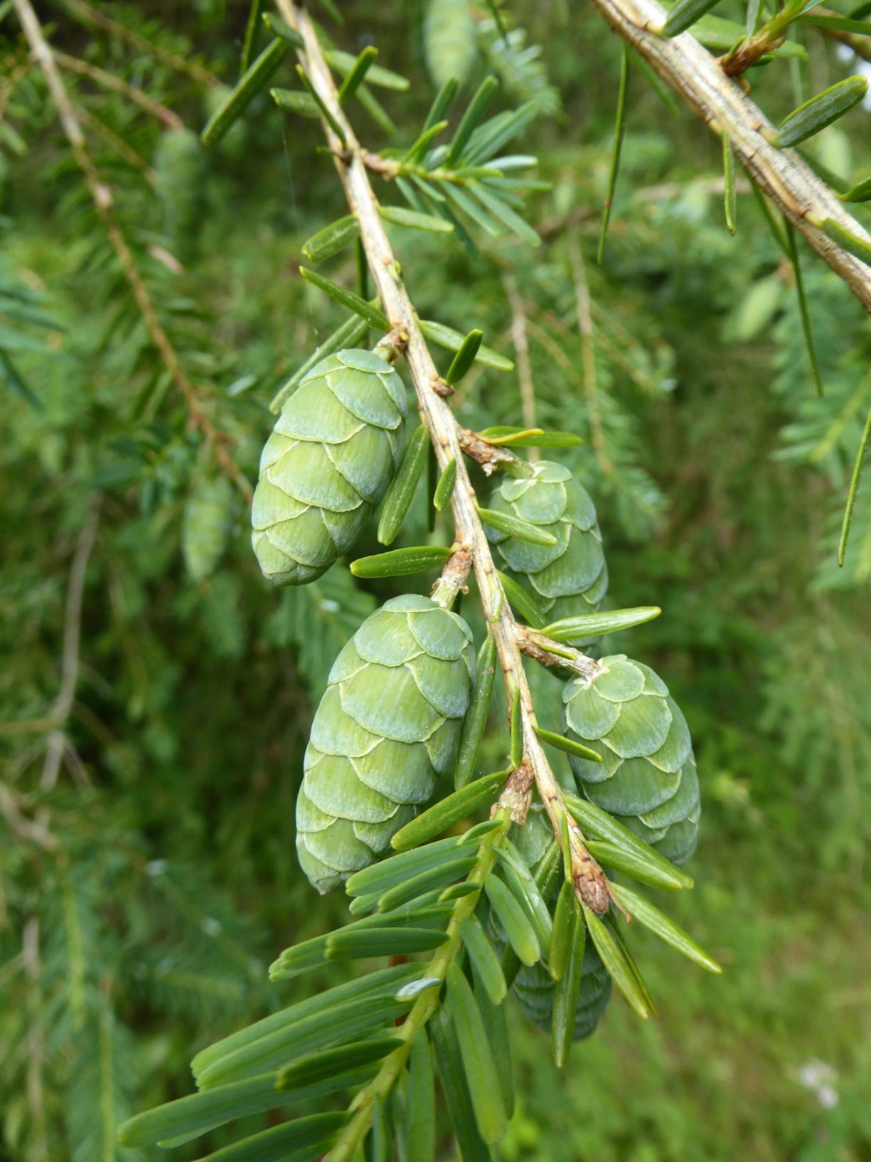 Tsuga chinensis - Chinese hemlock | Westonbirt