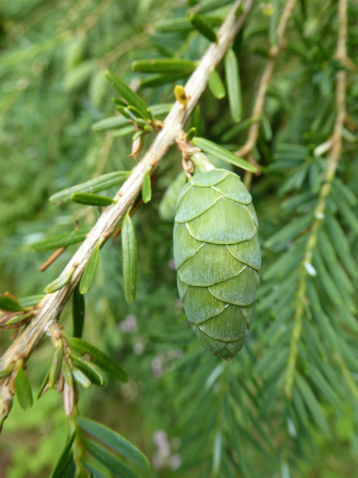 Tsuga chinensis - Chinese hemlock | Westonbirt