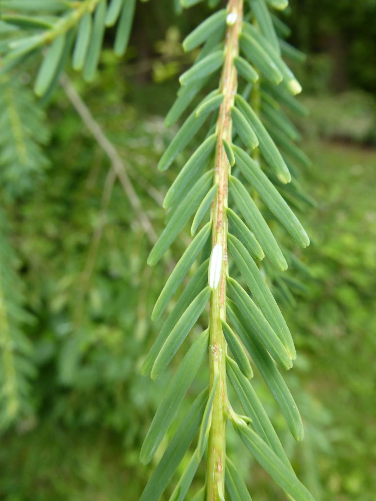 Tsuga chinensis - Chinese hemlock | Westonbirt