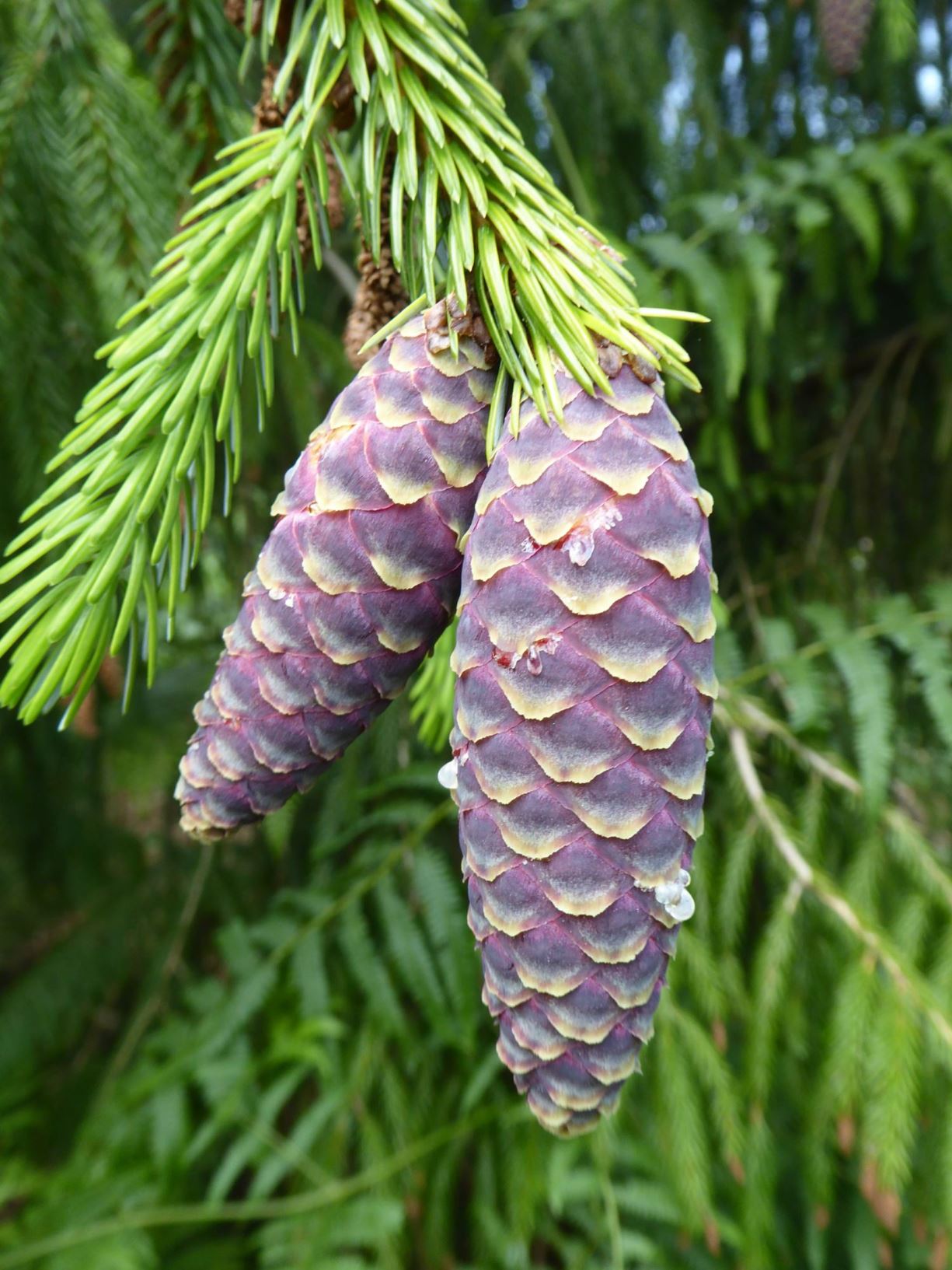 Picea brachytyla - Sargent spruce | Westonbirt