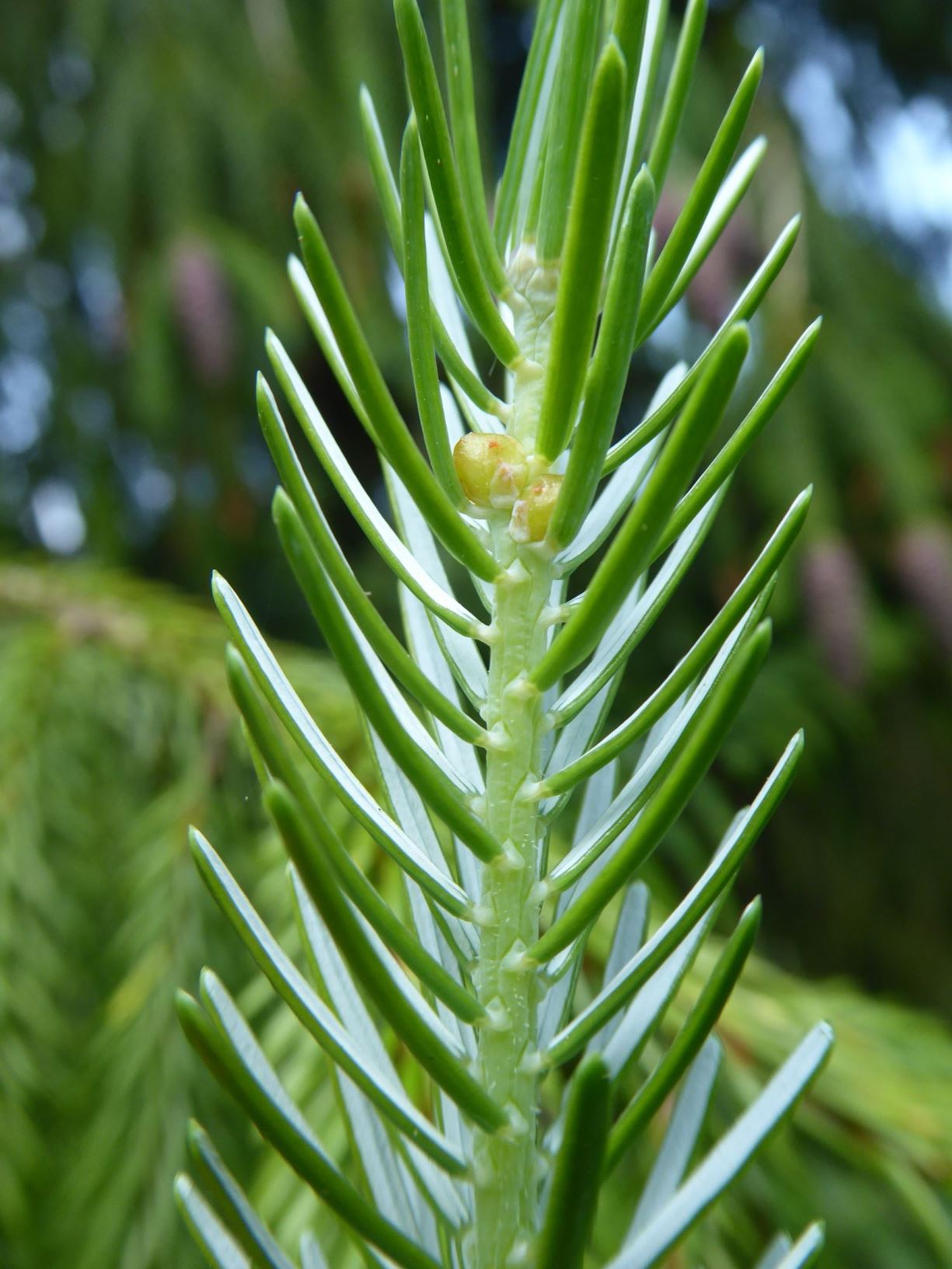 Picea brachytyla - Sargent spruce | Westonbirt