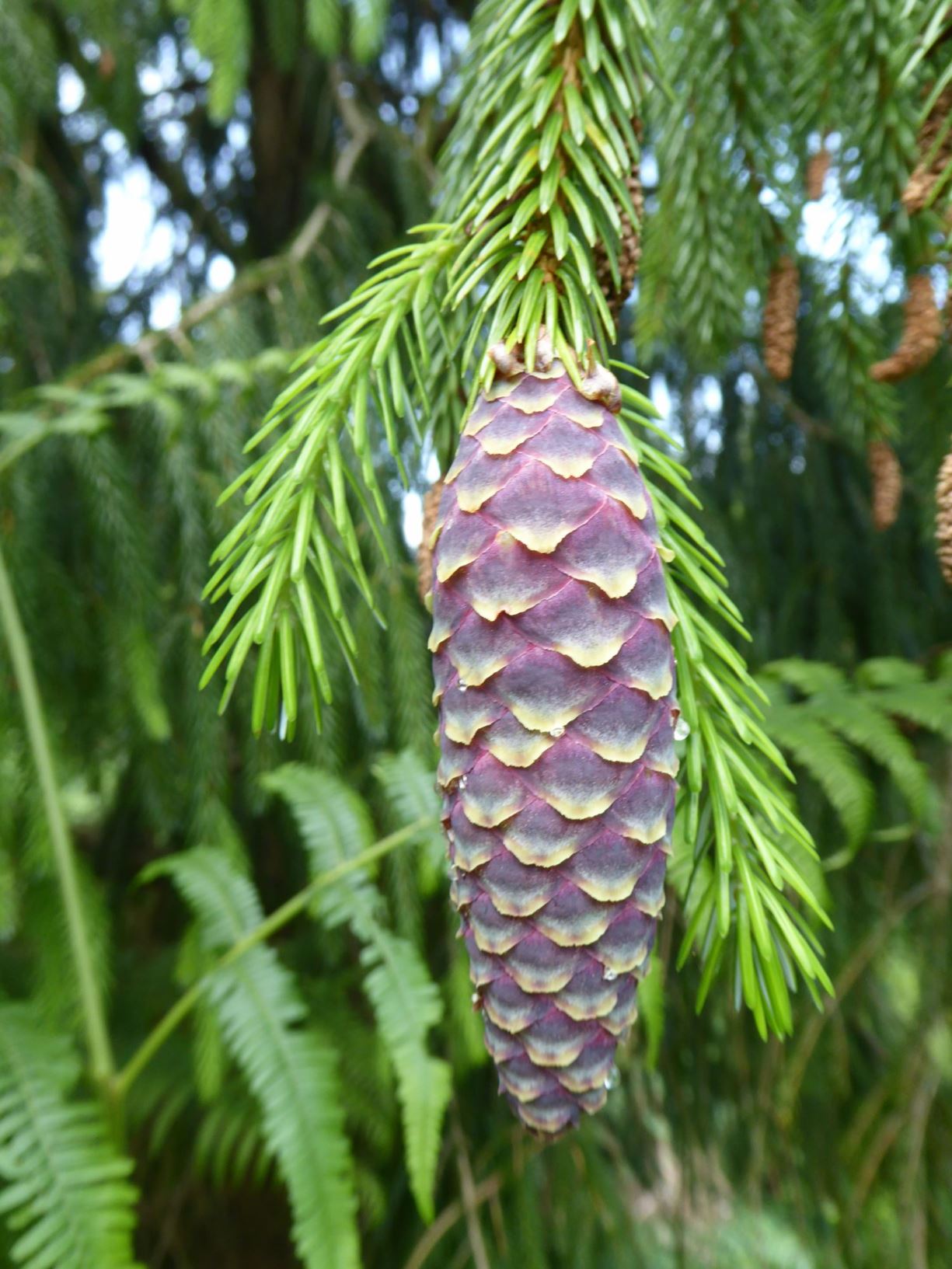 Picea brachytyla - Sargent spruce | Westonbirt