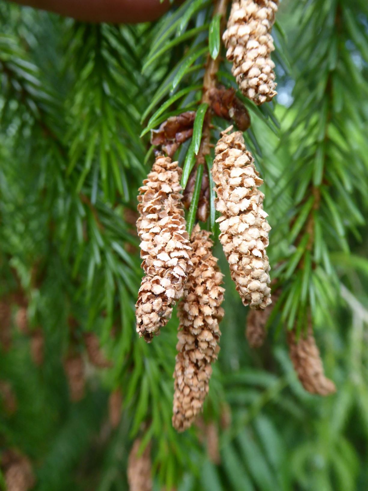 Picea brachytyla - Sargent spruce | Westonbirt
