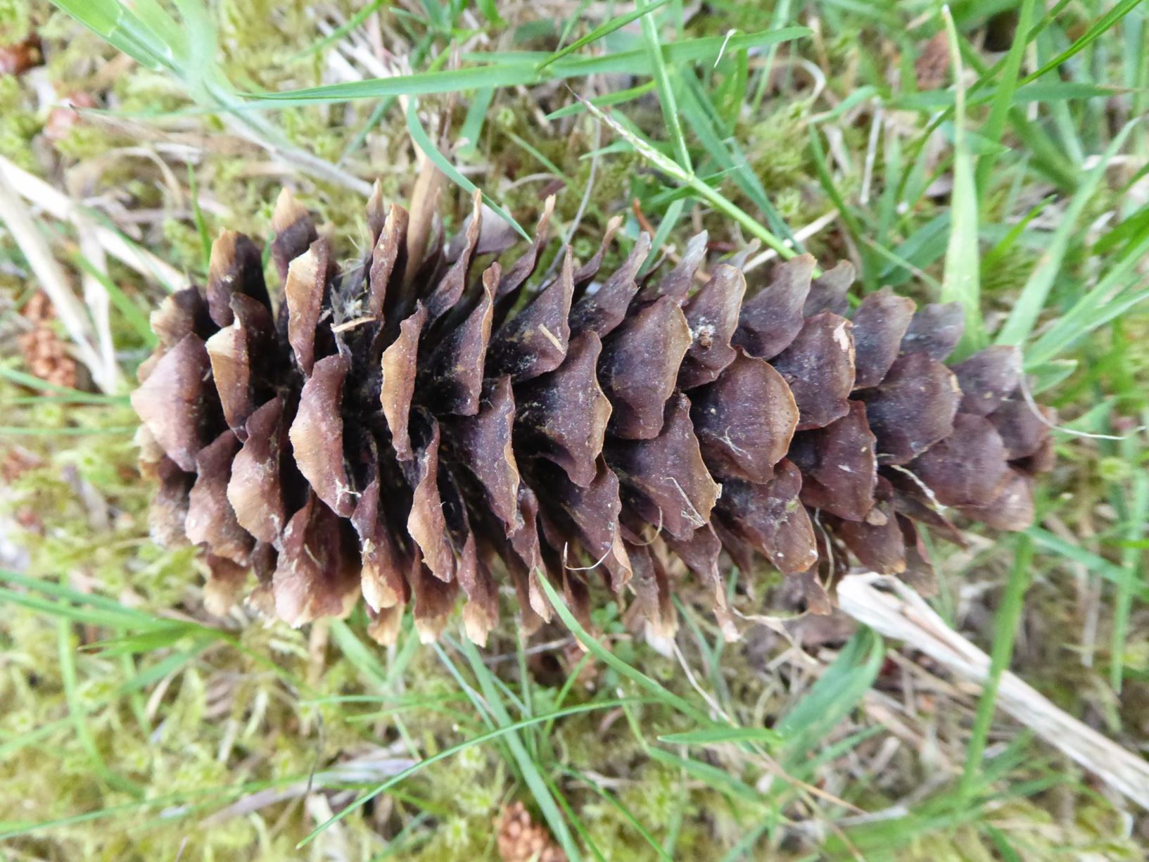 Picea brachytyla - Sargent spruce | Westonbirt
