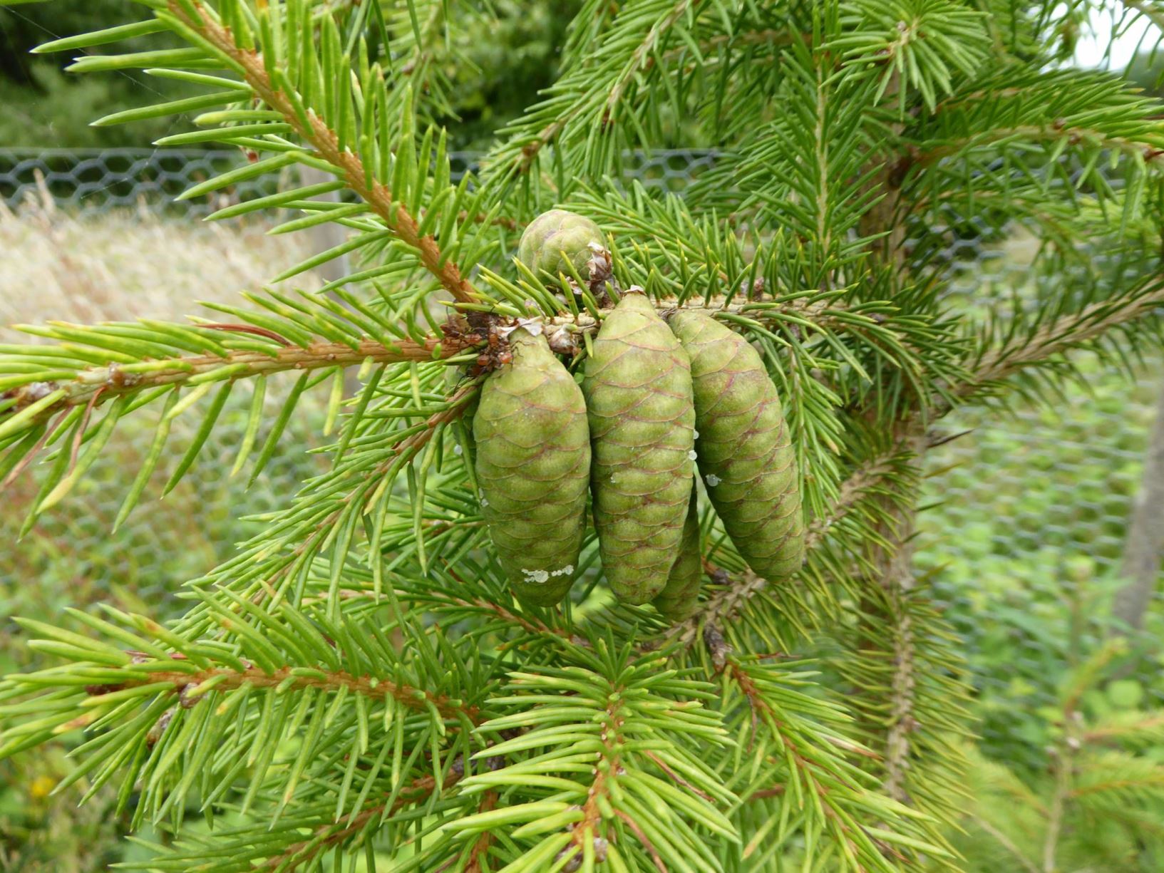Picea maximowiczii - Japanese bush spruce | Westonbirt