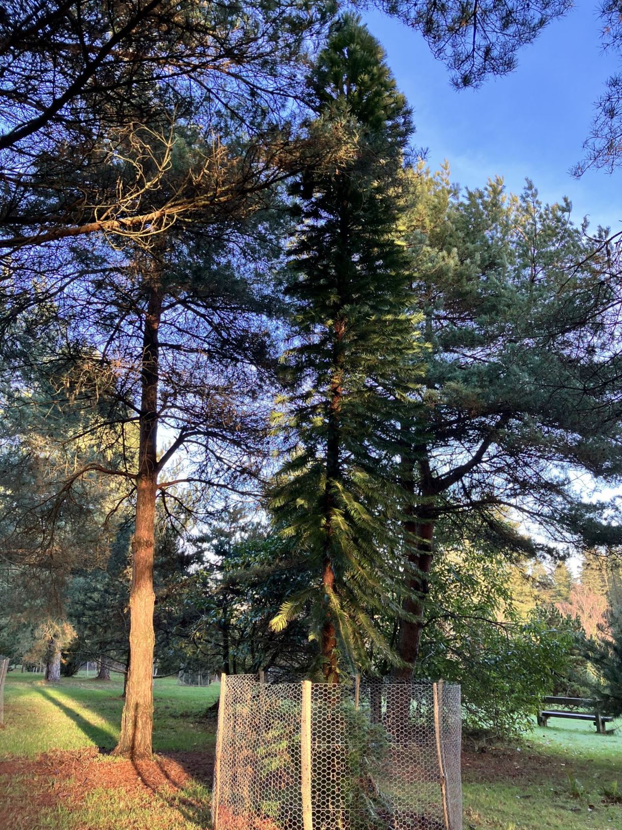 Wollemia nobilis - Wollemi pine | Westonbirt
